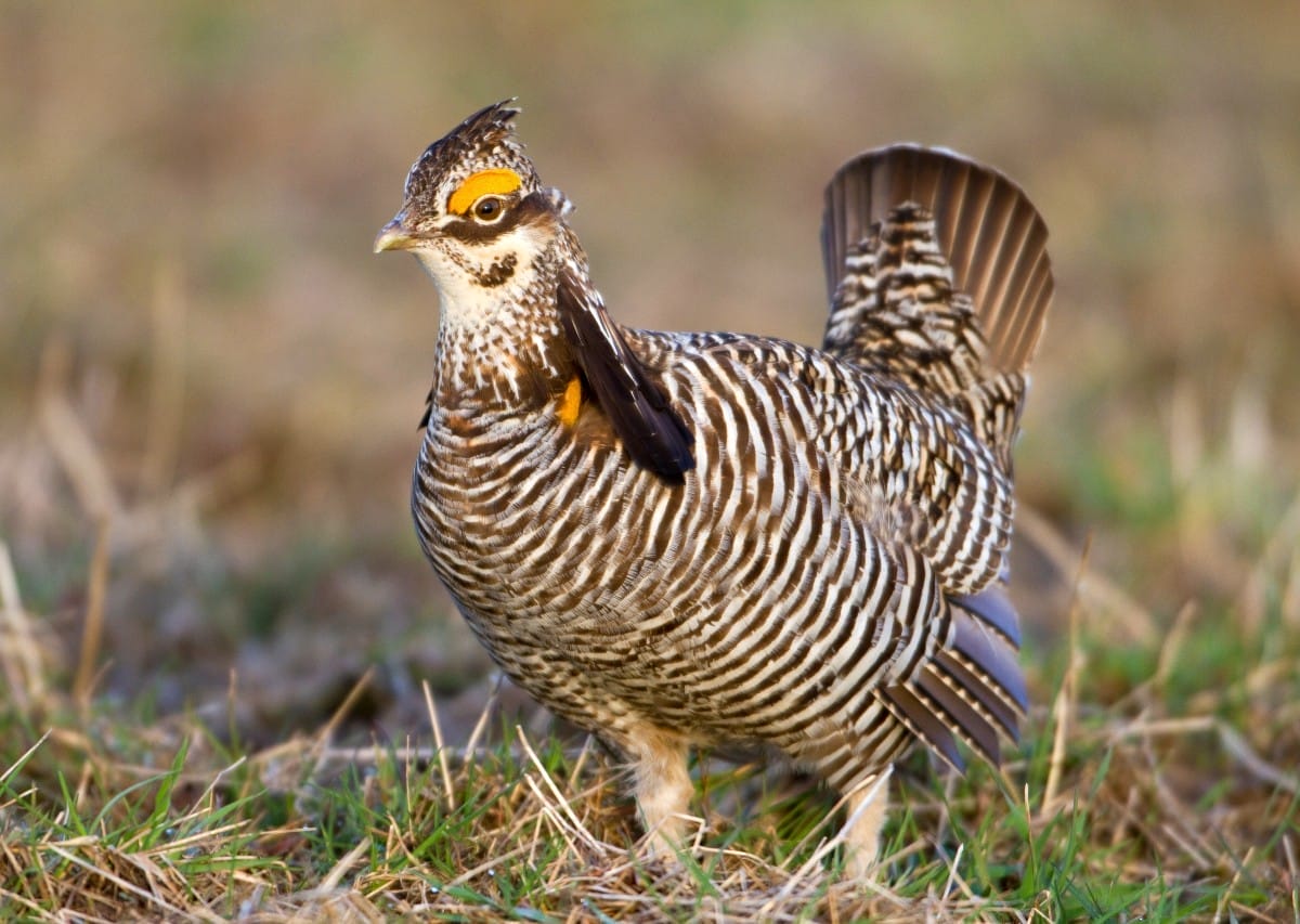 Prairie-chickens and the land-eating solar industry - Badger Institute