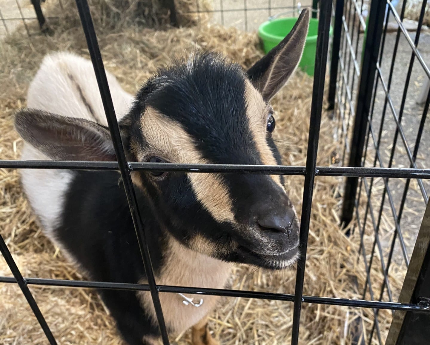 Wisconsin: the GOAT of dairy goats - Badger Institute